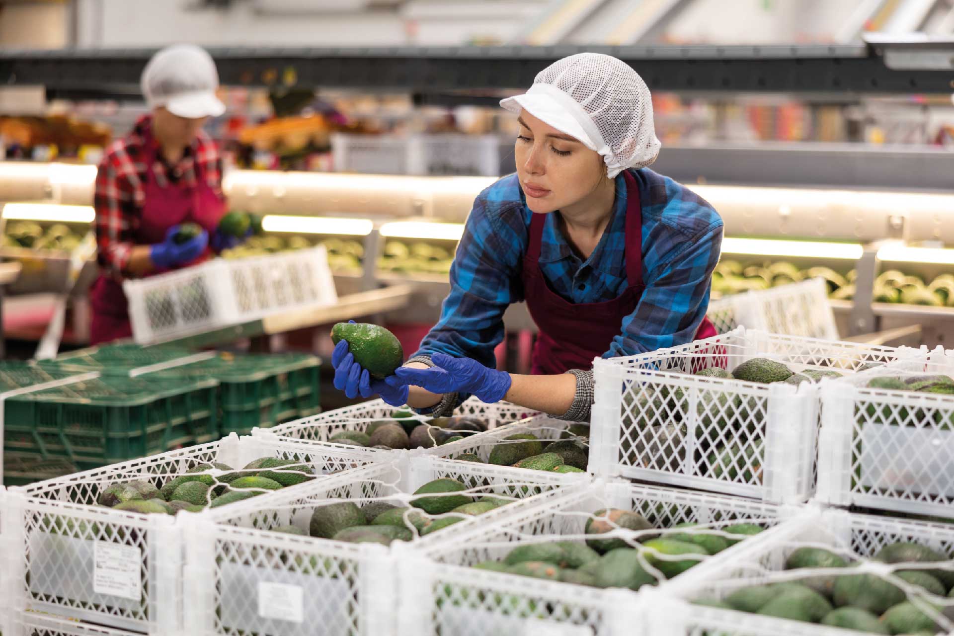 Envasado de Aguacate